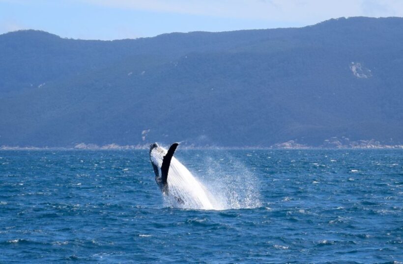 Wilsons Promontory: Whale Spotting Cruise with Lunch - The Experience in Detail