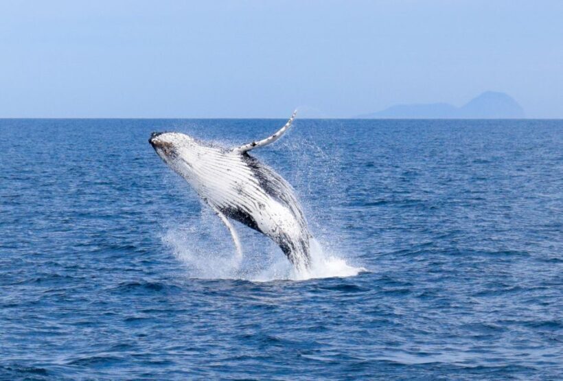 Wilsons Promontory: Whale Spotting Cruise with Lunch - The Value for Money