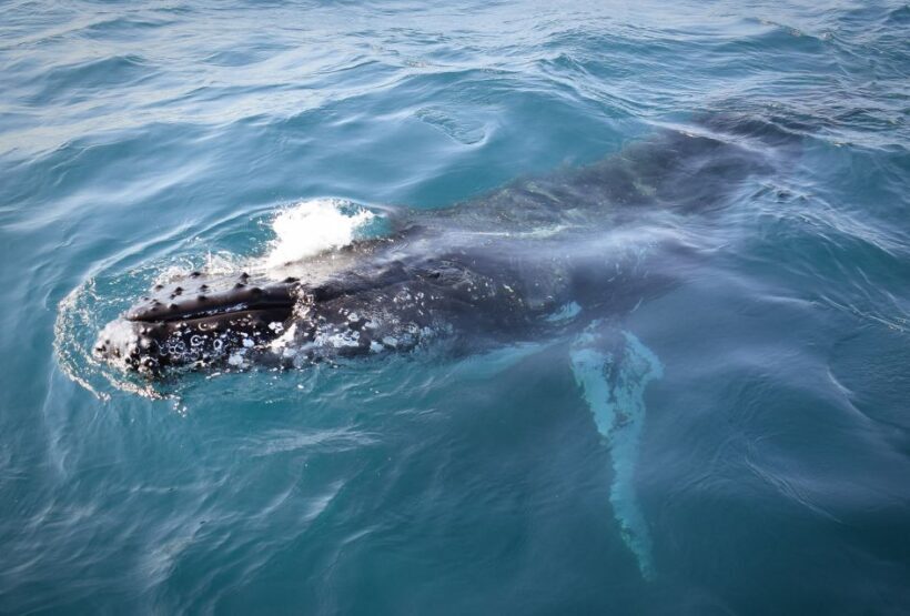 Wilsons Promontory: Whale Spotting Cruise with Lunch - FAQs