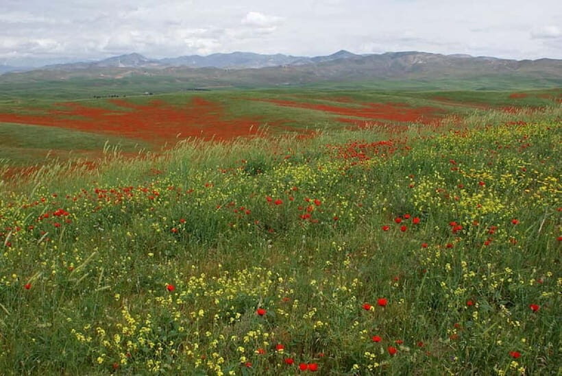 Windows Desktop Theme - Poppy Fields from Tashkent - What to Expect During Your Day