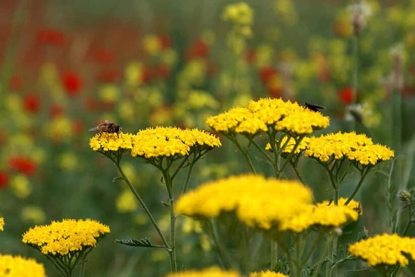 Windows Desktop Theme - Poppy Fields from Tashkent - The Value and Practical Considerations