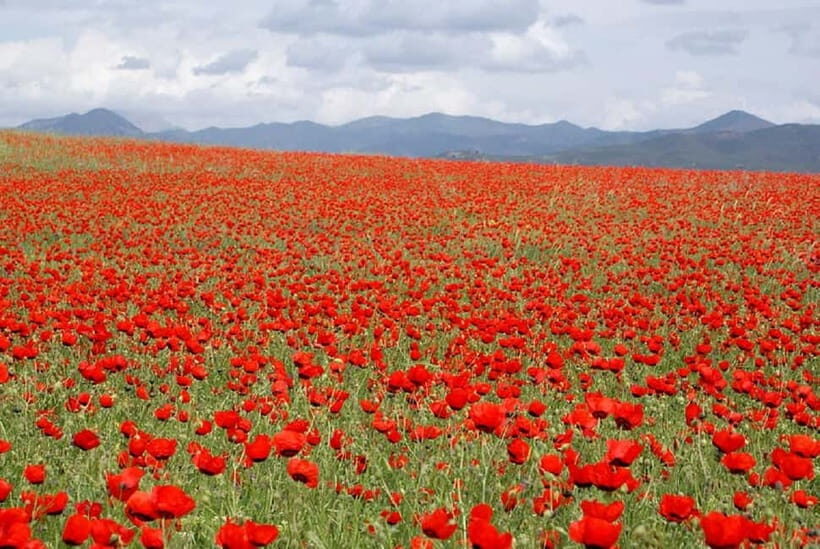 Windows Desktop Theme - Poppy Fields from Tashkent - Final Thoughts