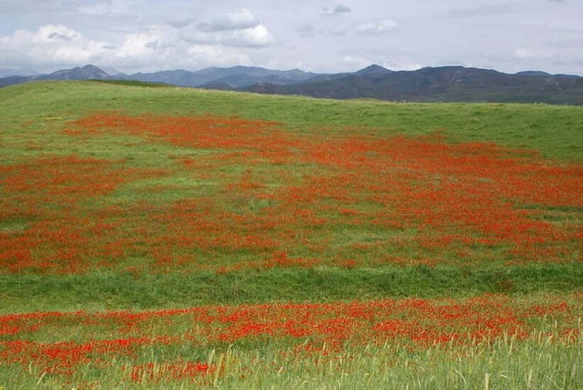 Windows Desktop Theme - Poppy Fields from Tashkent - FAQs