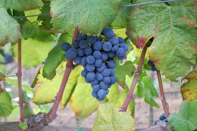 Wine and food tasting - A Scenic Wine Experience with Authentic Calabria Flavors