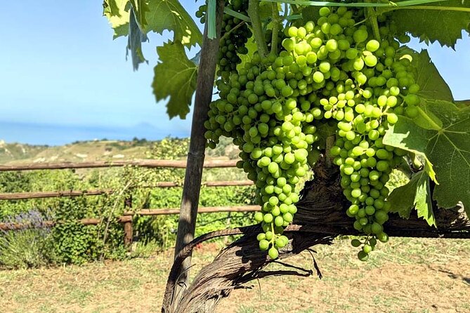 Wine and food tasting - FAQs