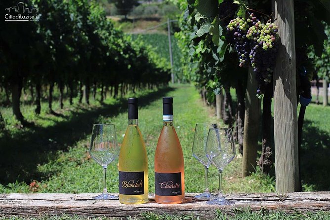 Wine and Food Tasting in the Vineyards in Lazise - The Vineyard Experience