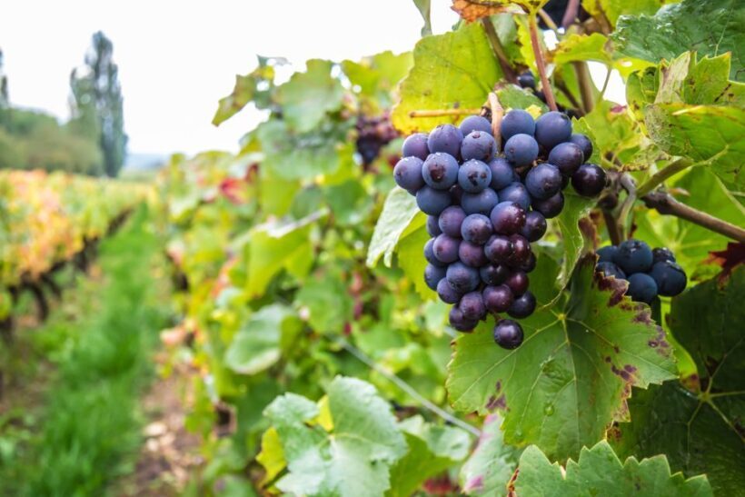 Wine and Food Tasting Tour in Gdansk Old Town - Practicalities and Value