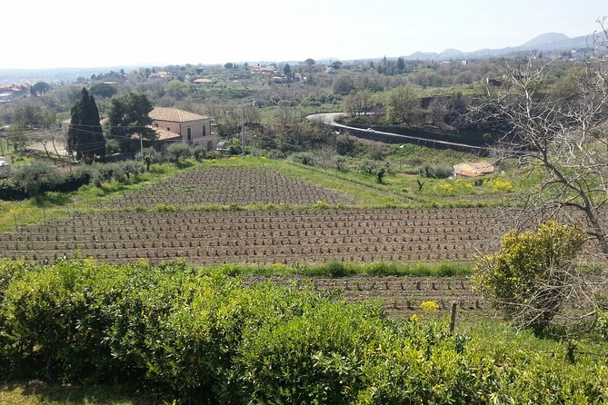 Wine and Lunch Tour - Final Thoughts