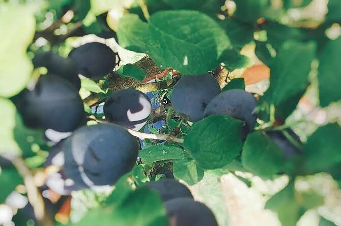 Wine and Raki tasting tour - The Sum Up: Who Will Love This Tour?