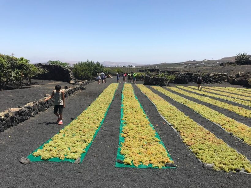 Wine and volcan private tour - Who Is This Tour Best Suited For?