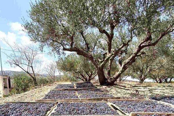 Wine at Stylianou Winery: An Exquisite Tasting Experience - Ensuring a Memorable Adventure