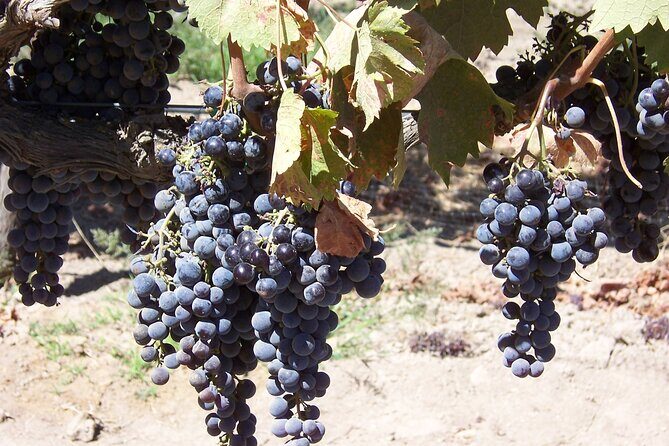 Wine Country Van Tour in Santa Ynez Valley - The Itinerary Breakdown
