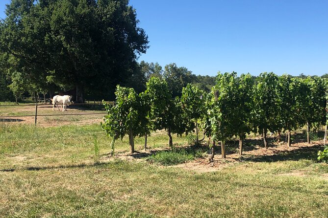 Wine Degustation, Visit and Masterclass from Vérac - The Sum Up