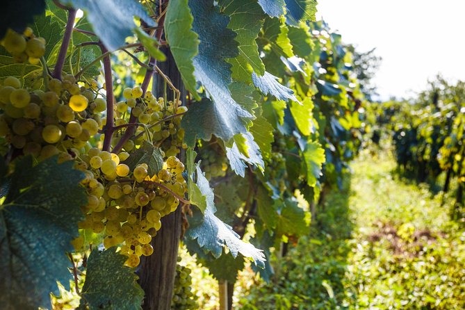 WINE & DINE Tour From Kutaisi - Traveler Reviews and Ratings