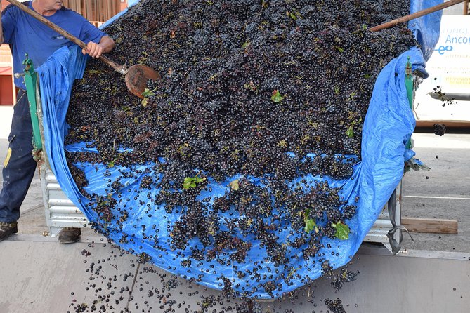 Wine Experience - Tour Details and Pricing