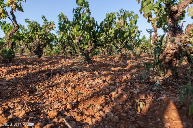 Wine Experience - Winemaking Traditions in Puglia