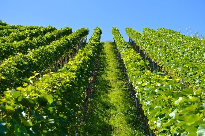 Wine History Tours in Willamette Valley Oregon - What to Expect from the Tour
