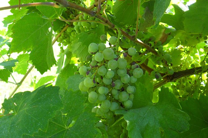 Wine is bottled poetry ,that's why I love Prosecco !! private Tour - The Authenticity and Value