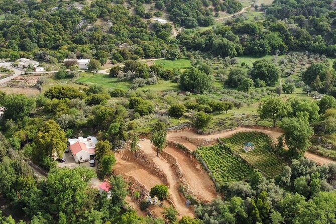 Wine, Olive Oil, and Honey Tour With Winemaker - Traveler Reviews and Ratings