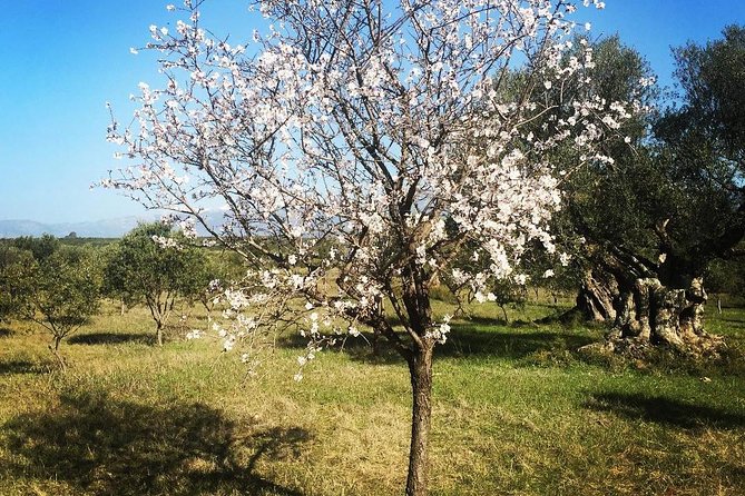 WIne & Olive Oil Tasting in an Organic Farm in Laconia, Greece! - FAQ