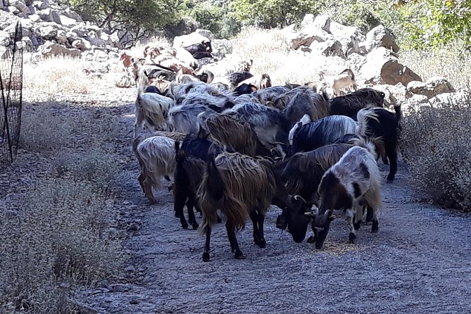 Wine & Olive Oil Tour With Lunch at Milia Mountain Retreat - Culinary Delights at Milia Mountain Retreat