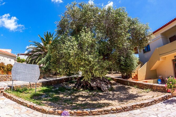 Wine & Olive Oil Tour With Lunch at the White Mountains - Sampling the Flavors of Cretan Cuisine