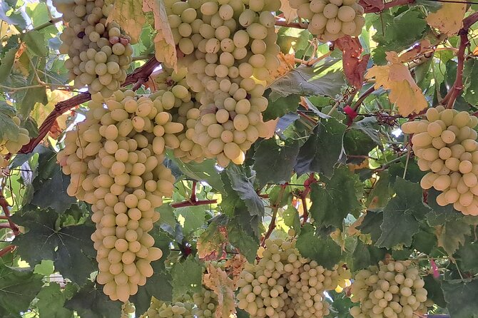 Wine Raki Olive Oil Tasting and Pottery - Small Group - Customer Feedback