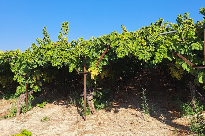 Wine Raki Olive Oil Tasting and Pottery - Small Group - Exploring the Art of Pottery