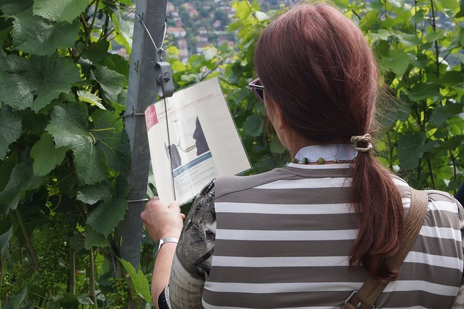 Wine Rally in Würzburg With Tasting - What to Expect at the Wine Rally