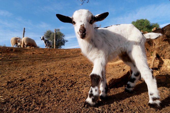 Wine Tasting and Art Tour - Positive Reviews From Travelers