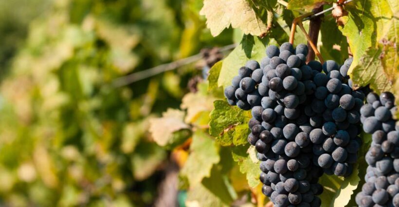Wine Tasting and Typical Tastings in the Val di Noto - Exploring the Heart of Sicilian Wine