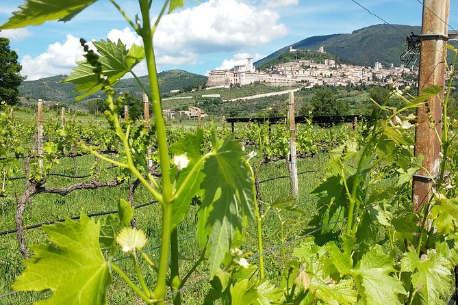 Wine Tasting and Walk in the Vineyard of Assisi - The Vineyard Experience