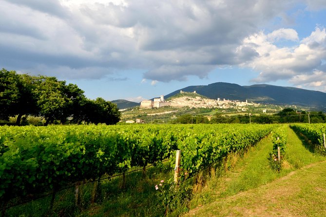 Wine Tasting and Walk in the Vineyard of Assisi - Cancellation Policy