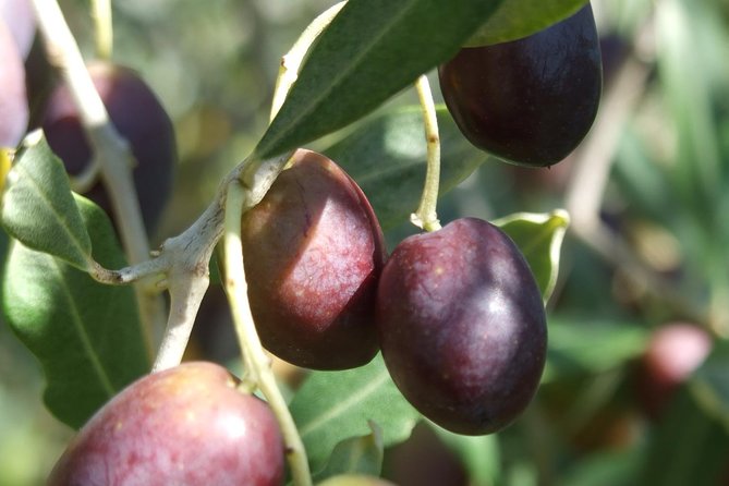 Wine Tasting and Walk in the Vineyard of Assisi - Review Highlights