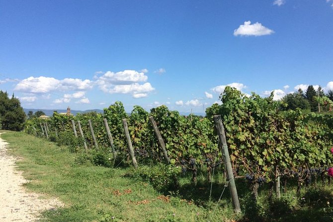 Wine Tasting and Winery Tour - Accessibility and Additional Information