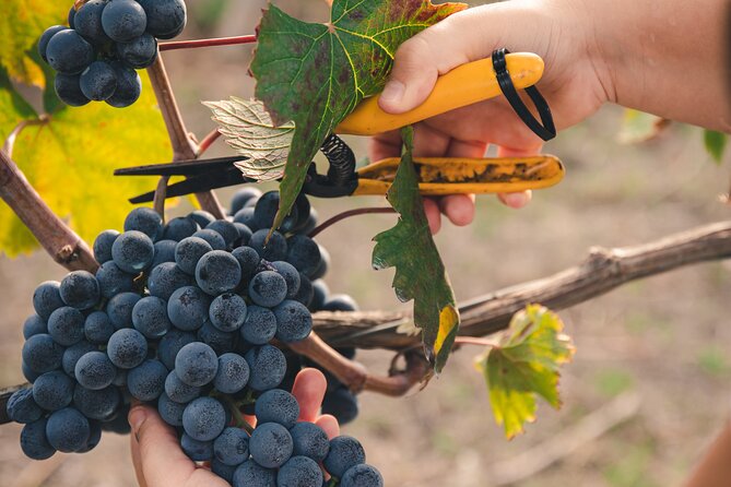 Wine Tasting and Winery Tour in Vesuvio National Park with Lunch - The Itinerary: What to Expect