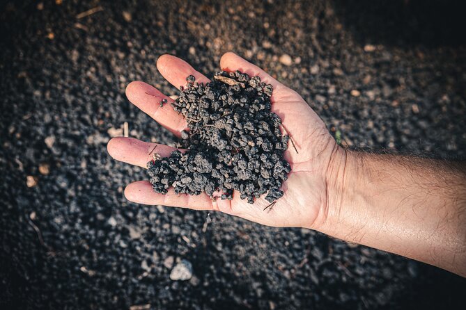 Wine Tasting and Winery Tour in Vesuvio National Park with Lunch - The Authentic Touch