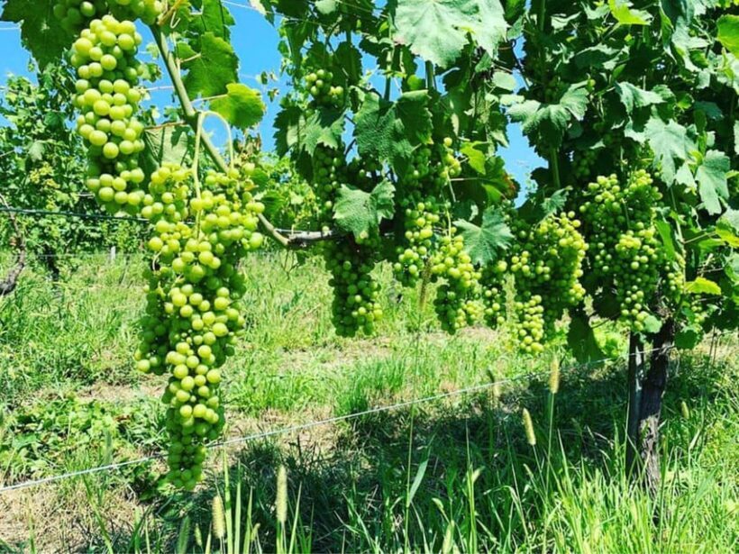 Wine Tasting and Winery Visit near Asti and Turin - Authenticity and Overall Feel
