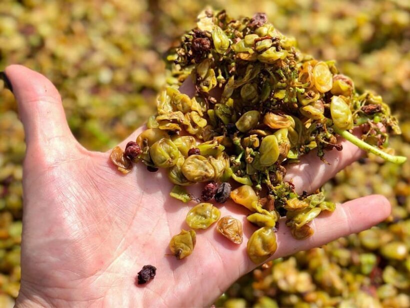 Wine Tasting and Winery Visit near Asti and Turin - FAQ