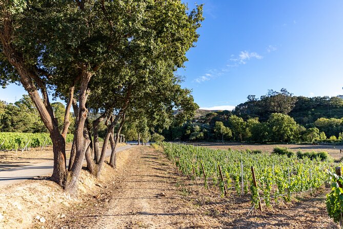 Wine tasting at Quinta das Murgas - Reviews: Authentic Insights