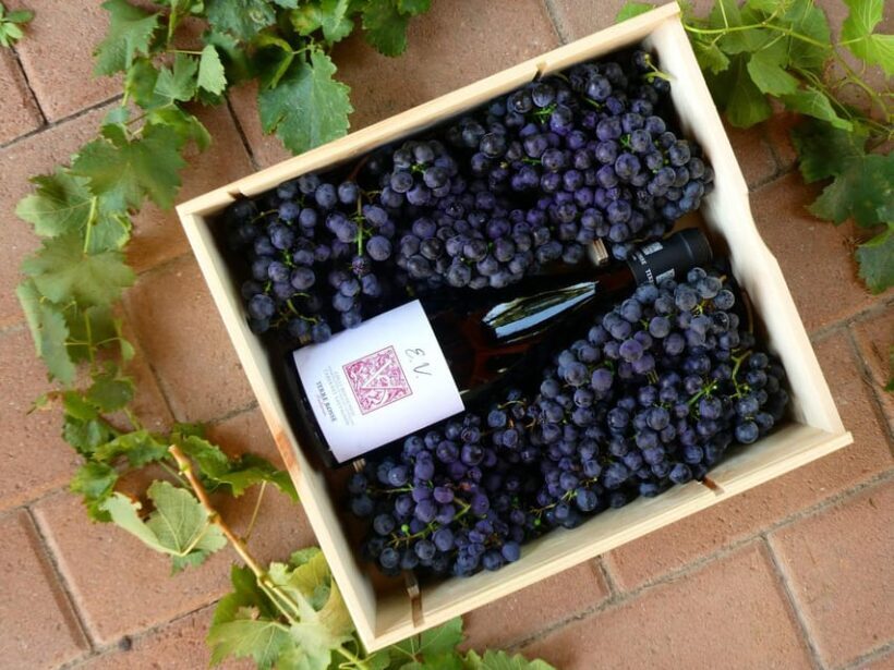 Wine tasting at Terre Rosse Vallania: History, Nature, Tradition. - Final Thoughts: Is It Worth It?