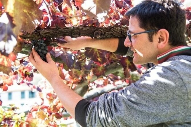 Wine tasting at the Apicella winery - What Makes the Apicella Winery Tour Special