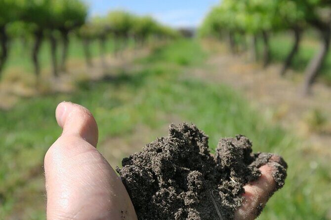 Wine Tasting Audio Tour - Lodi California - A Straightforward Look at the Wine Tasting Audio Tour in Lodi, California