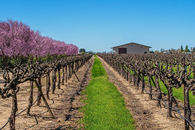 Wine Tasting Audio Tour - Lodi California - What Real Travelers Say