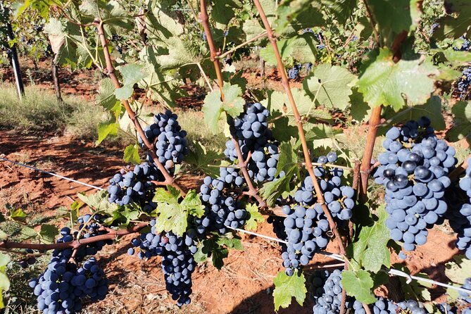 Wine Tasting Experience at the organic winery in ian - FAQ