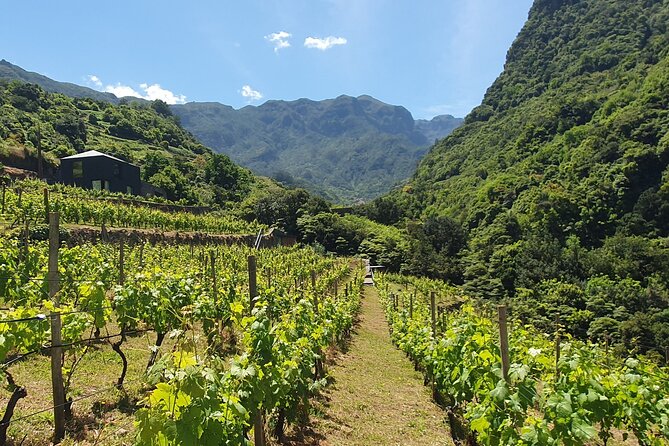 Wine Tasting Experience in Boaventura, Madeira North Coast - Accessibility and Participation