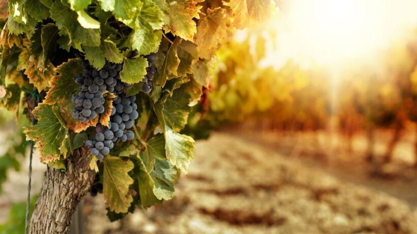 Wine tasting experience in the Apulian countryside! - The Itinerary: Breakdown and Highlights