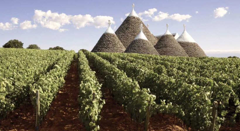 Wine tasting experience in the Apulian countryside! - FAQ