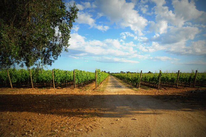 Wine Tasting Experience in the Apulian Countryside - Pricing and Cancellation Policy