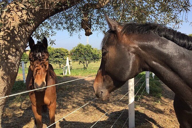 Wine Tasting Experience in the Apulian Countryside - Accessibility and Suitability